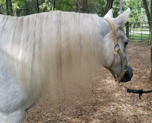 Horse mane bags will give you the luxurious mane that you want