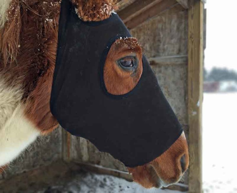 Face mask for horses are perfect to create a team or "unified" look.